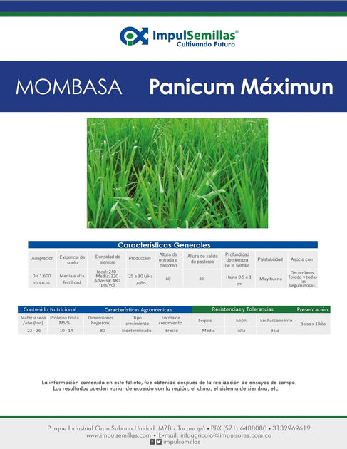 MOMBASA (PANICUM MAXIMUM) X 1 KG. – TVGan
