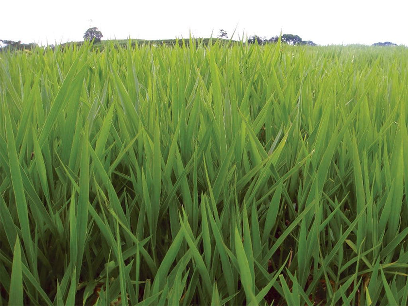 Semillas y forrajeras – Etiquetado "Pasto"– TVGan