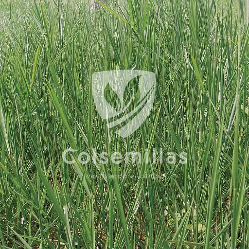 Brachiaria Dictyoneura O Llanero (Incrustada) – TVGan